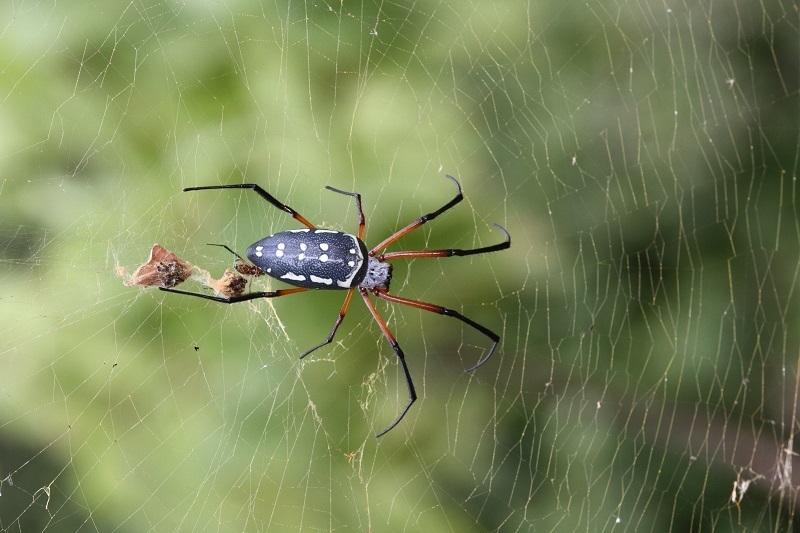 Red-legged Golden Orb-web Spider from Dhofar Governorate, Oman on ...