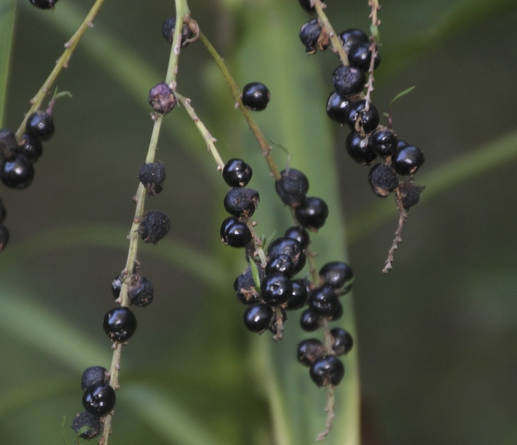 Slender Palm Lily (Cordyline stricta) - Botanical Realm
