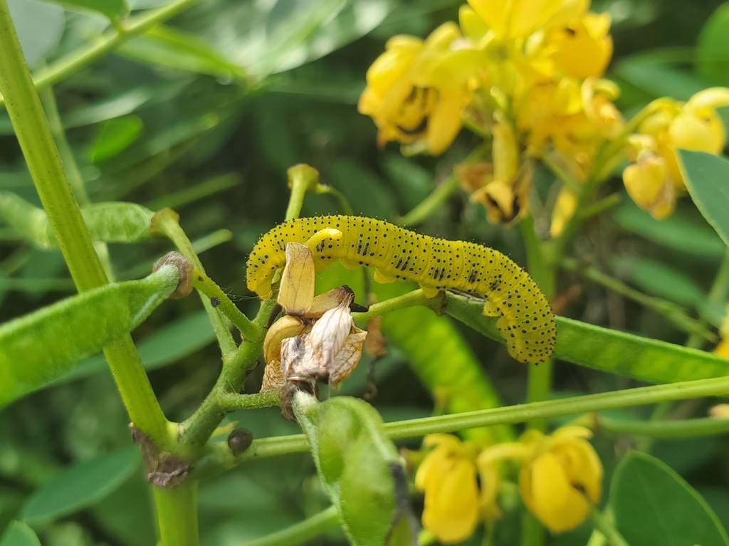Cloudless Sulphur from Rutgers Gardens Donald B. Lacey Display Garden ...