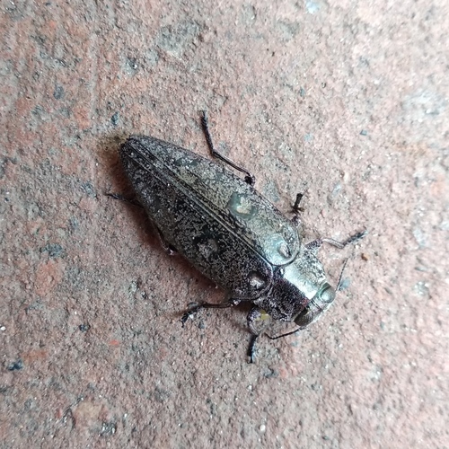 Chrysobothris stellifera · iNaturalist