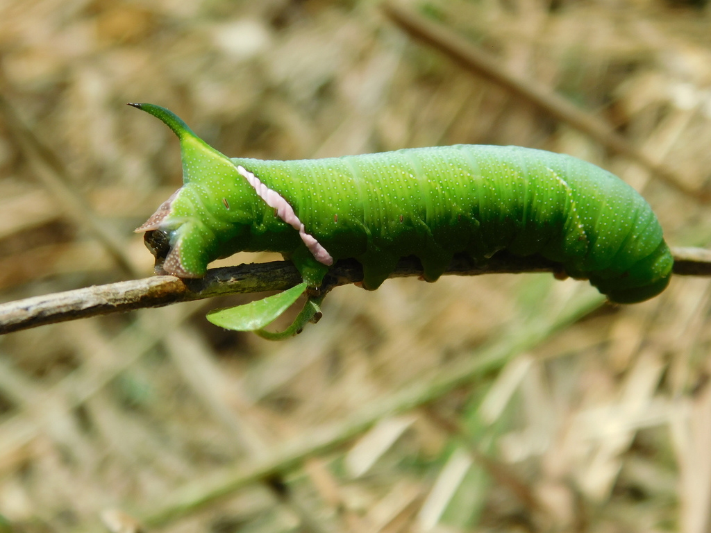 Clavipes Sphinx in September 2020 by Mark Buijtendijk · iNaturalist