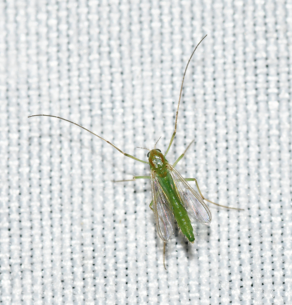 Non-biting Midges from Northumberland County, ON, Canada on August 30 ...