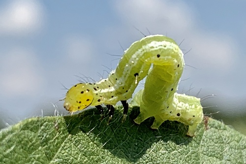 Soybean Looper Moth (Florianopolis - Insects - Lepidoptera) · iNaturalist