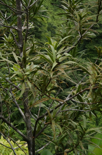 caobilla (Podocarpus coriaceus) · NaturaLista Colombia