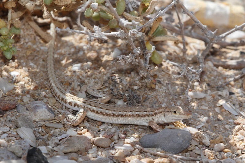 Hadramawt Sand Lizard from Ash Sharqiyah South Governorate, Oman on ...