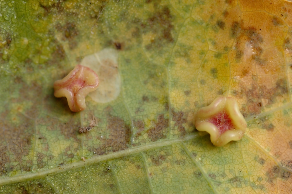 Smooth Spangle Gall Wasp from Olmen - Belgium on October 25, 2009 at 09 ...