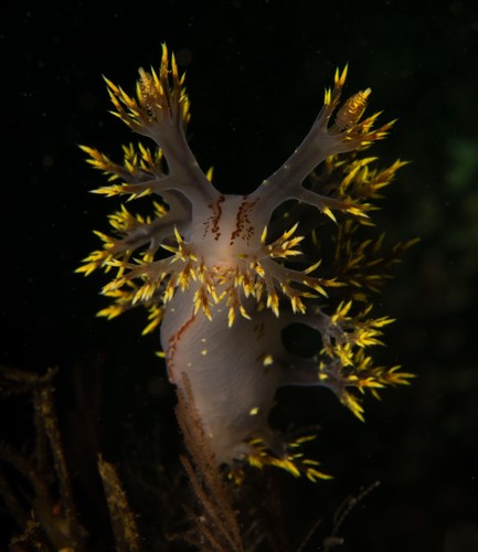 Yellow Sea Slug of Ørland (Dendronotus yrjargul) · iNaturalist