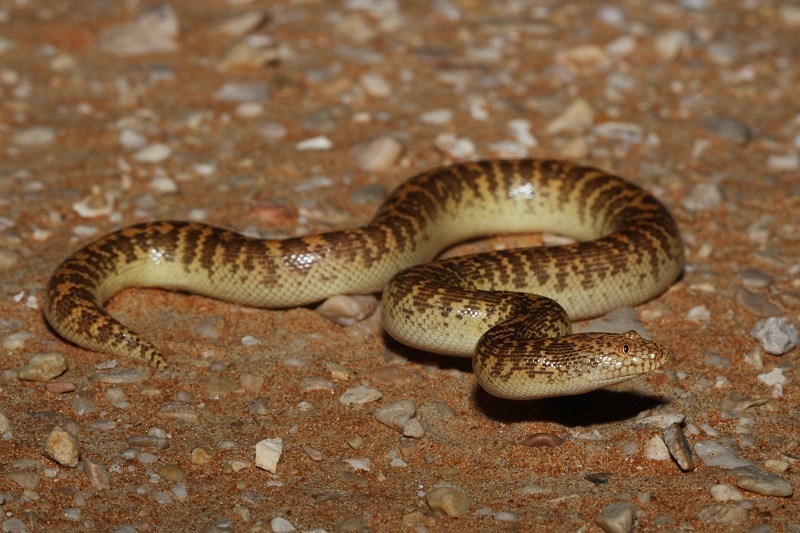 Arabian Sand Boa from Nahil - Abu Dhabi - United Arab Emirates on June ...