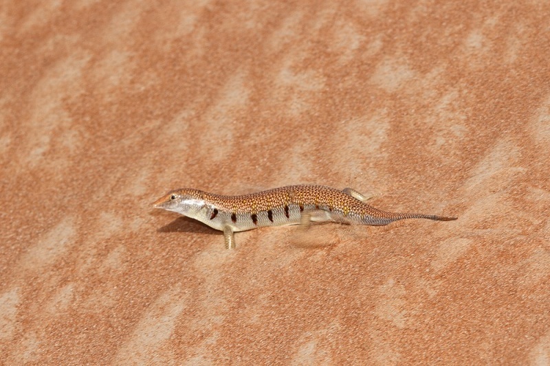 Eastern Skink from Masakin - Abu Dhabi - United Arab Emirates on May 15 ...