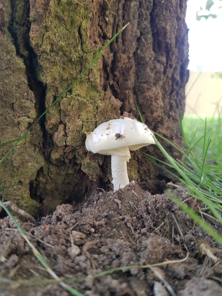 Fool's Mushroom from Palomar, Jal., Mexico on September 3, 2020 at 06: ...