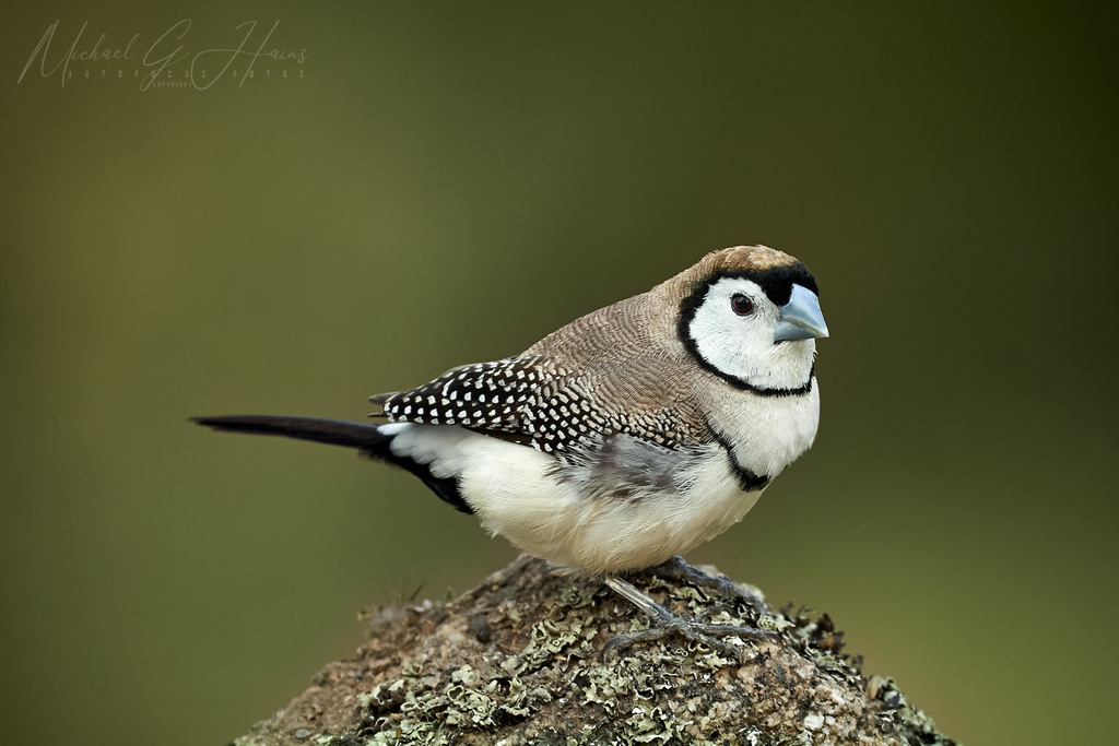 Double-barred Finch (Birds of Griffith NSW) · iNaturalist