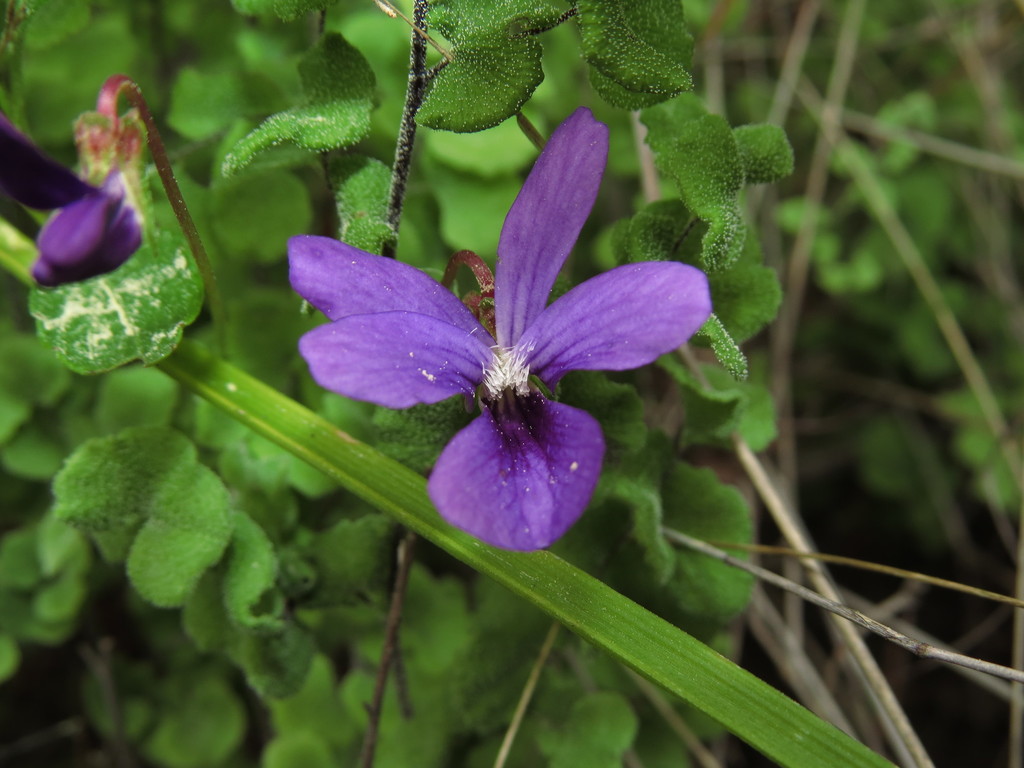 Viola portalesia from Cauquenes, Maule, Chile on September 11, 2019 at ...