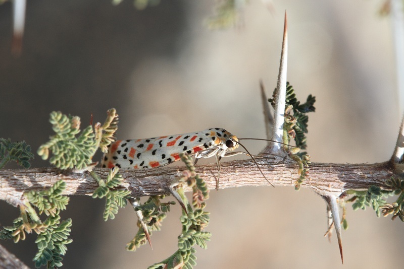 Crimson-speckled Flunkey from Al Buraymi Governorate, Oman on January ...