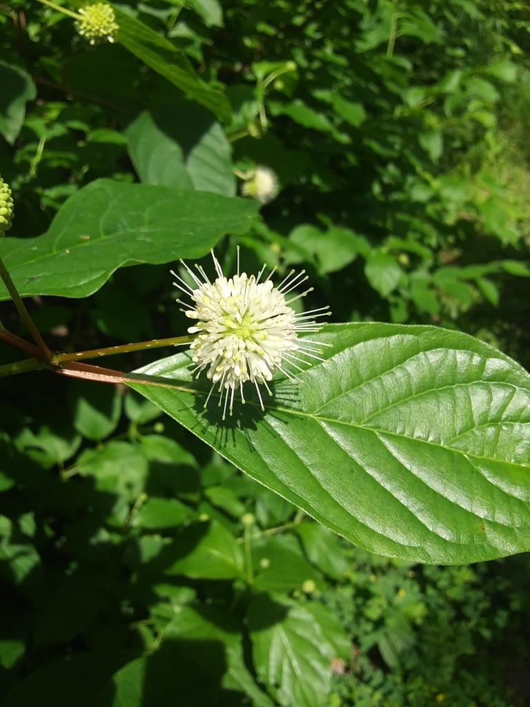 buttonbush from East Harriet, Minneapolis, MN, USA on July 13, 2019 at ...