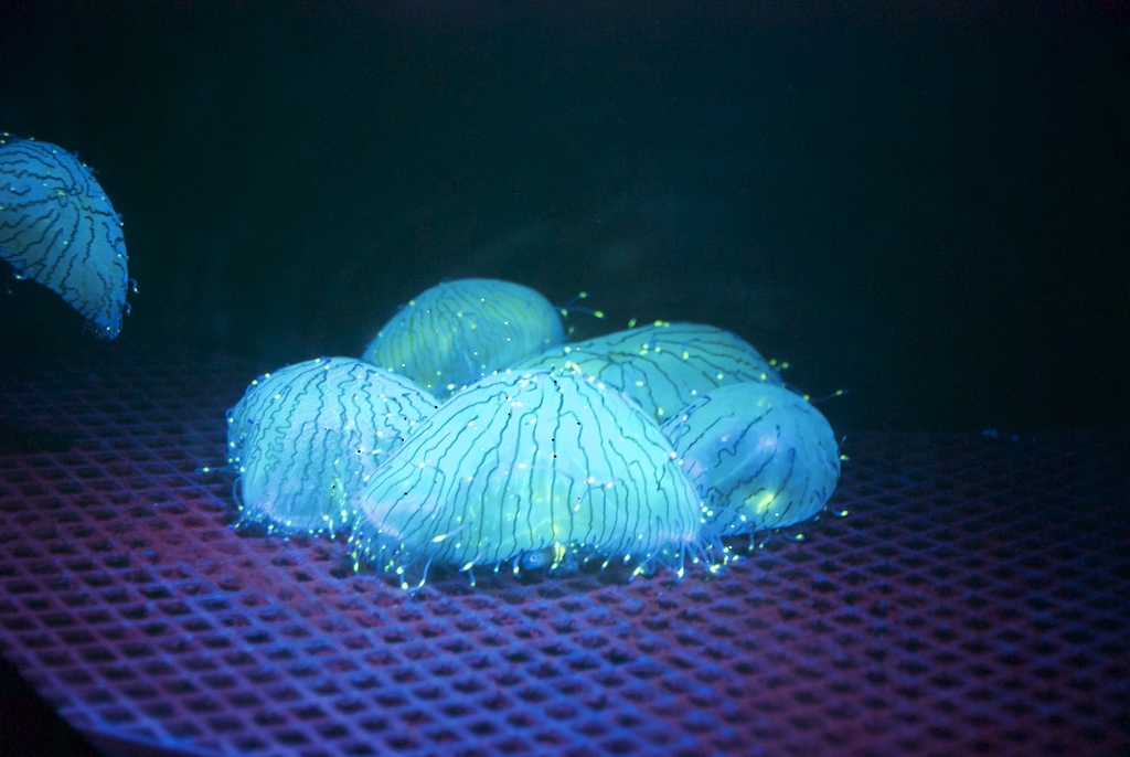 Flower Hat Jellyfish Facts