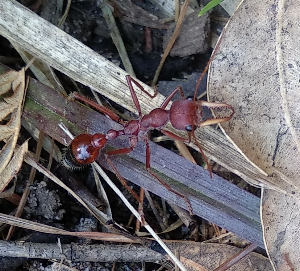 Red Bull Ant from Kurnell NSW 2231, Australia on September 3, 2020 at ...