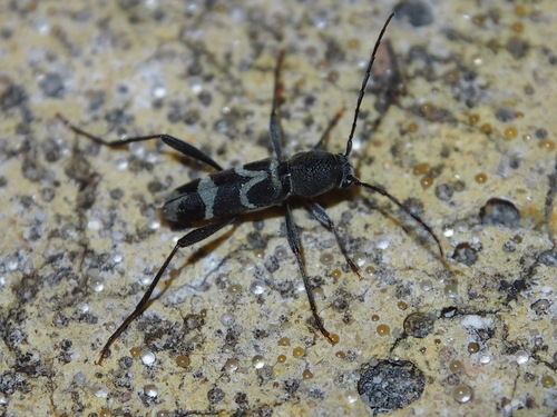 Genus Perissus · iNaturalist