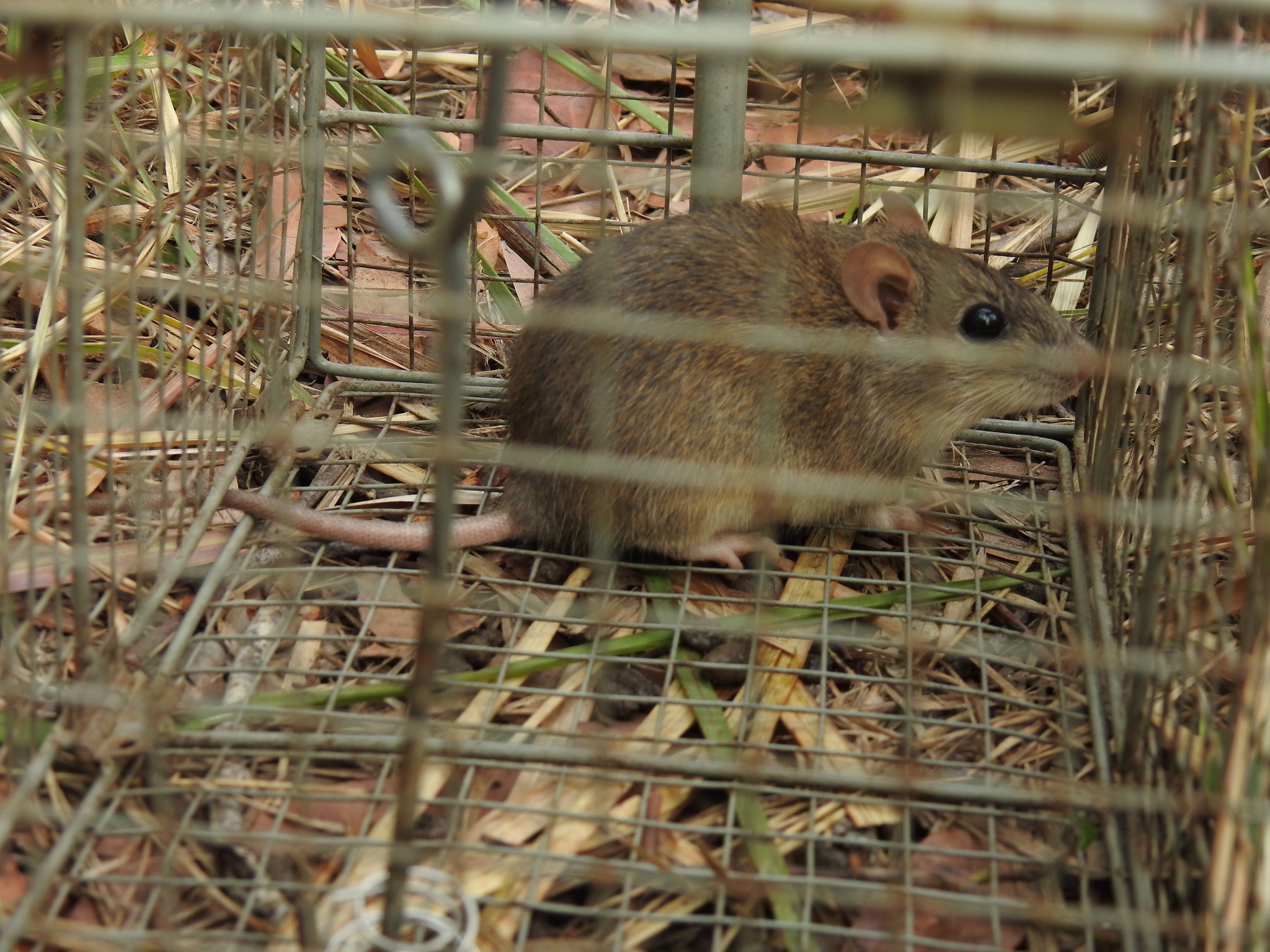 Rattus tunneyi (Thomas, 1904)
