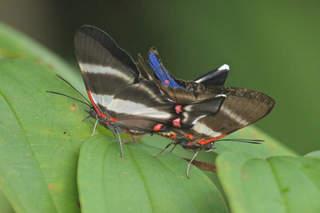 Periander Metalmark from Amajari, BR-RR, BR on October 26, 2019 by ...