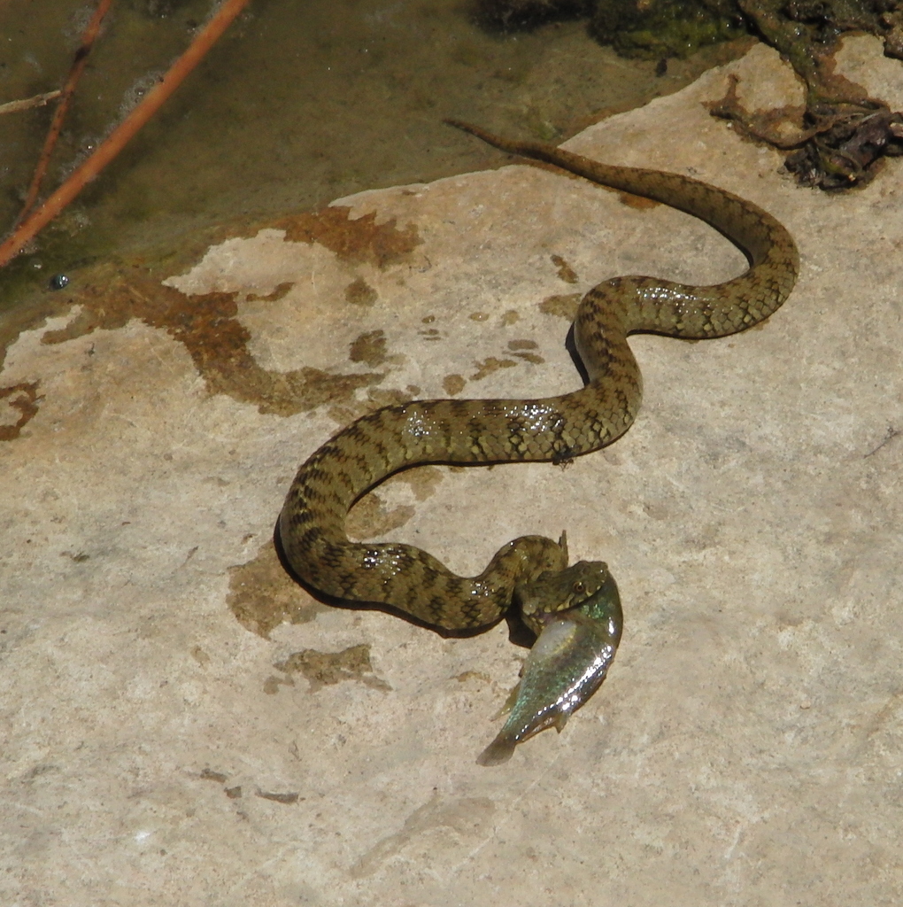 (Natrix) - Snakes and Lizards