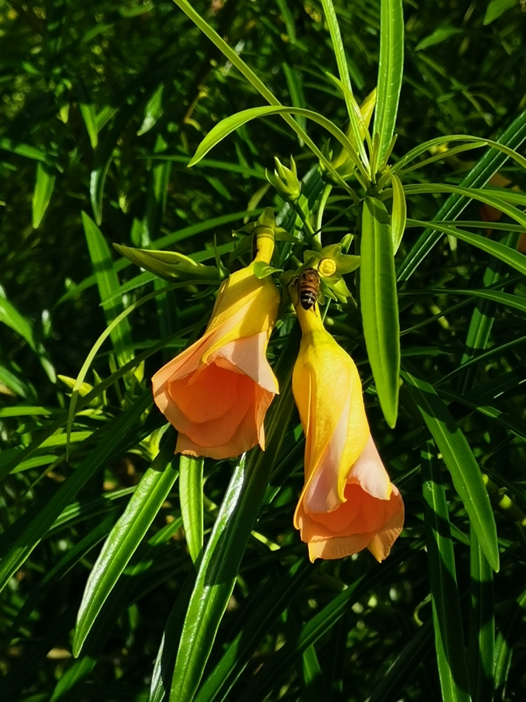 Be-still tree from San Miguel de Cozumel, Q.R., México on September 3 ...