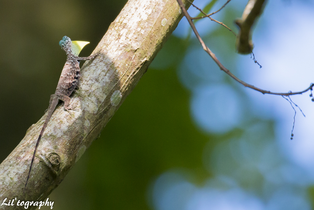 Sumatran Flying Dragon (Draco sumatranus) - Snakes and Lizards