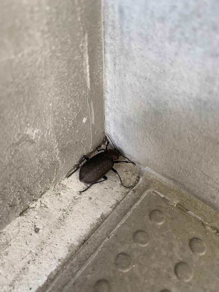 Calosoma chinense from 下大久保, さいたま市桜区, 埼玉県, JP on May 15, 2019 at 11:14 ...
