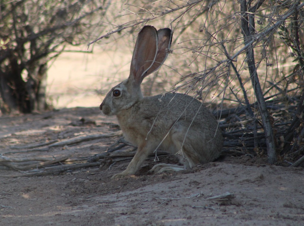Black-tailed Jackrabbit from Mexicali, B.C., México on September 03 ...