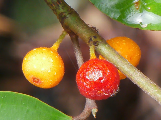 (Ficus chartacea) - Botanical Realm