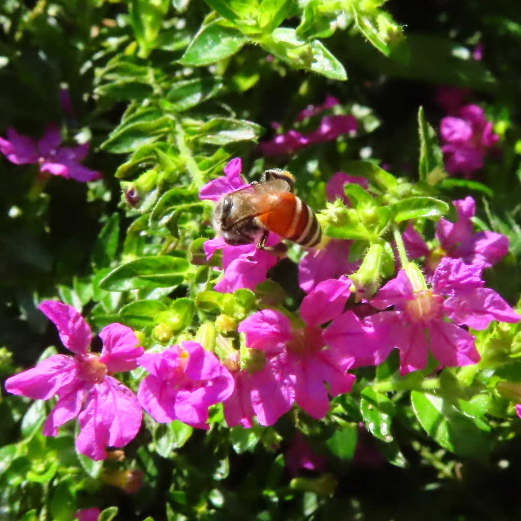 Red Dwarf Honey Bee from Tampines Sun Plaza Park on August 30, 2020 at ...