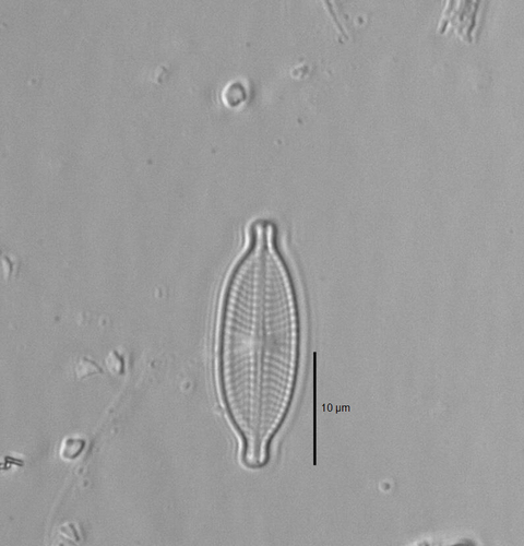 Genus Geissleria · iNaturalist