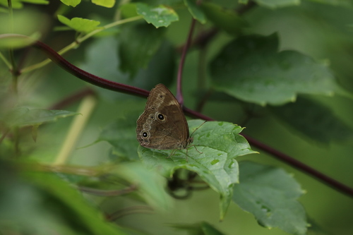 Photo 93382356, (c) sunwenhao90, some rights reserved (CC BY-NC ...