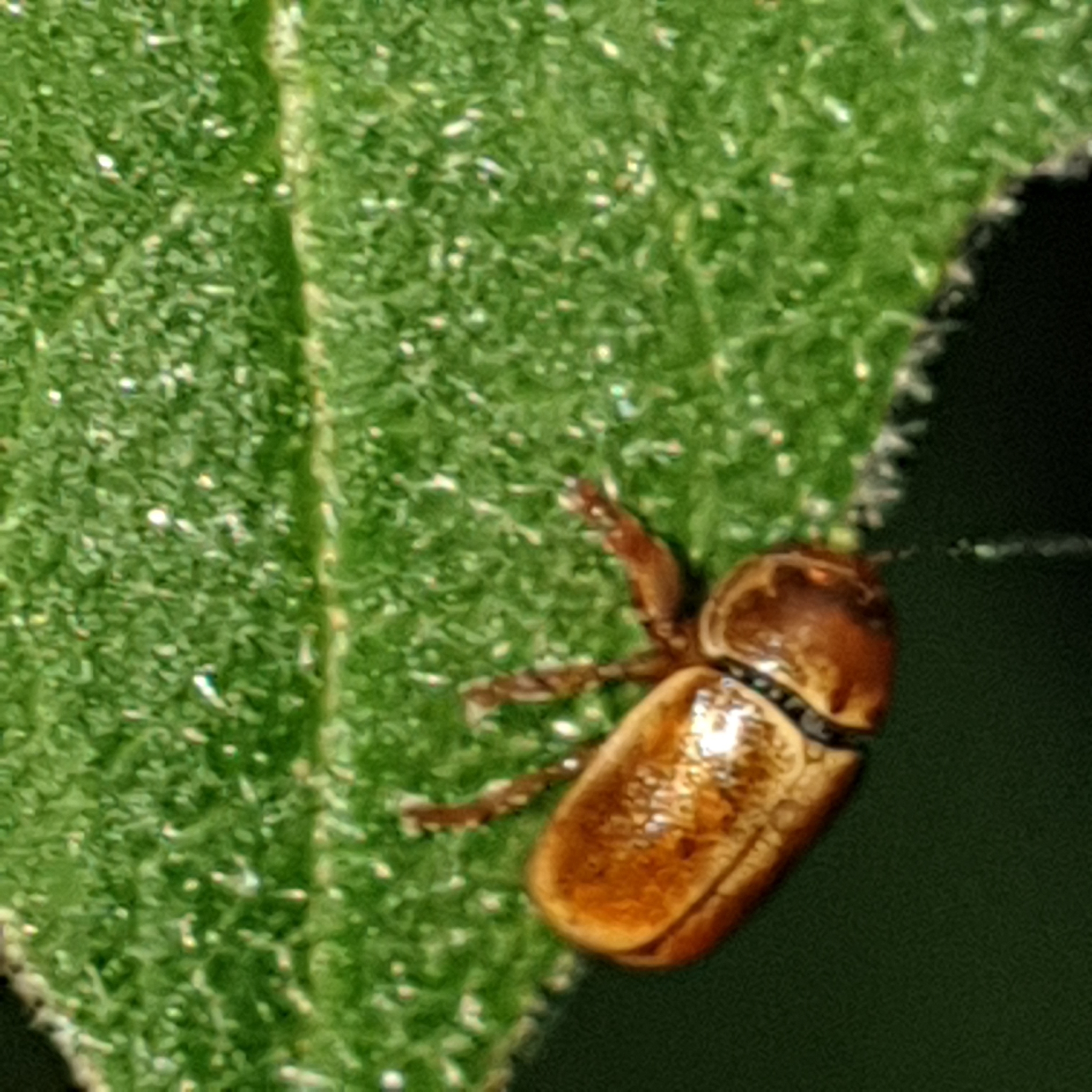 Cryptocephalus pini (Linnaeus, 1758)