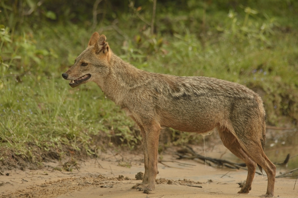 Golden Jackal (Canis aureus) - Know Your Mammals