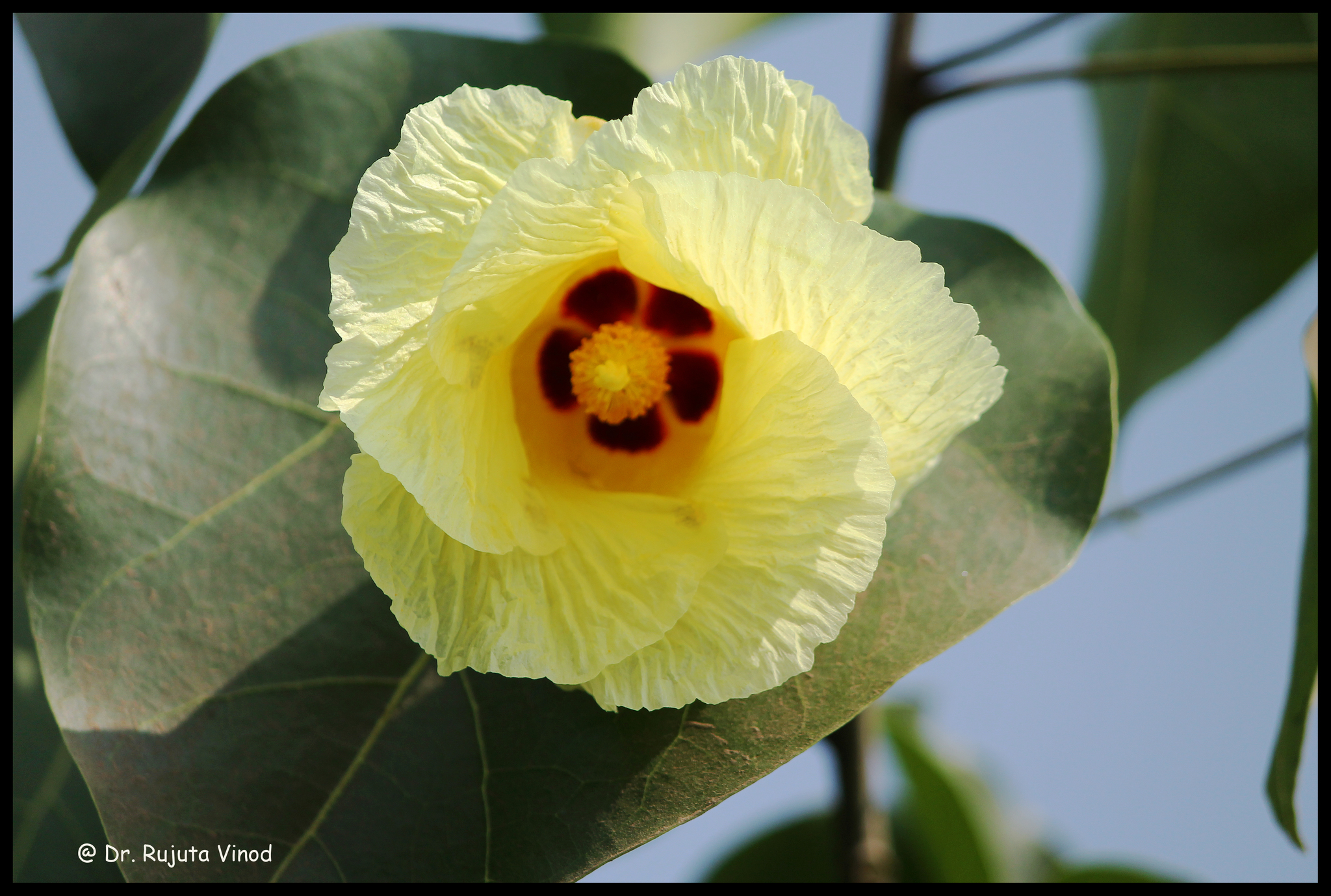 Thespesia Populnea Flower