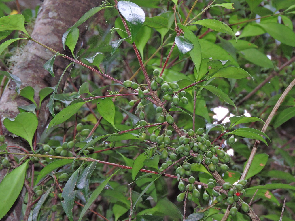 Microtropis fokienensis (溪頭森林遊樂區植物名錄) · iNaturalist