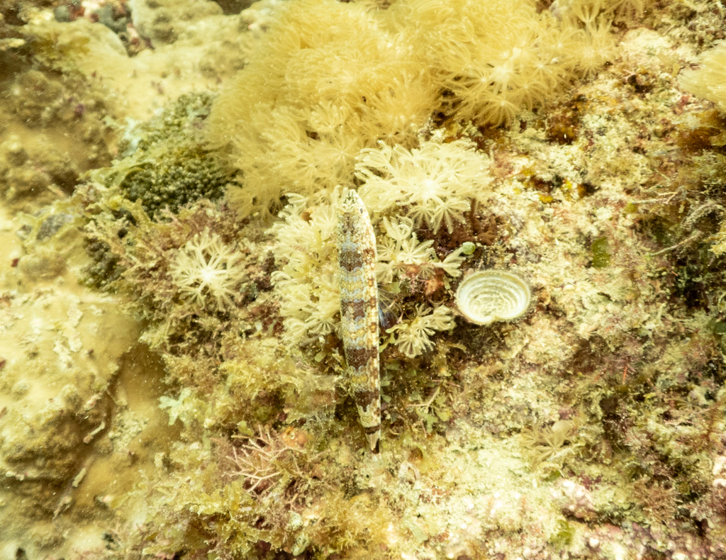 Synodus from Chole Bay, Tanzania on September 04, 2020 at 12:03 PM by ...