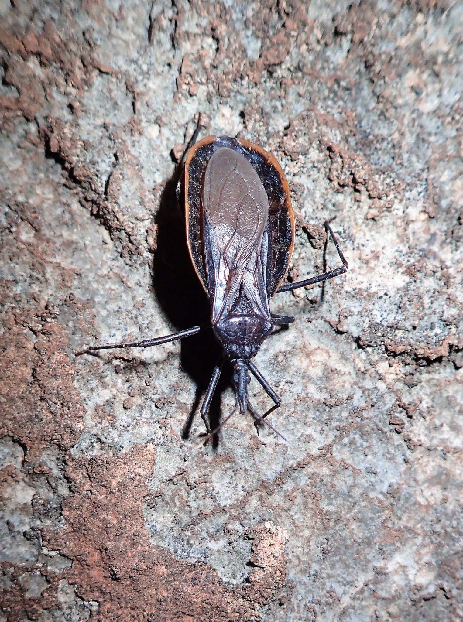 Triatoma recurva (Stål, 1868)