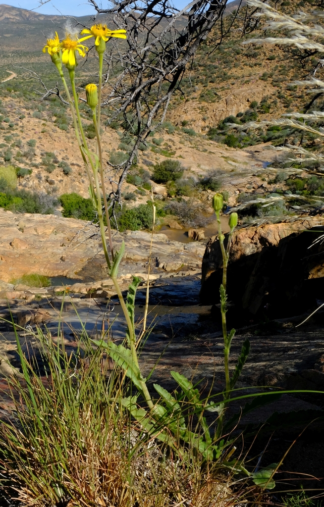 Senecio erosus from Doornkraal 2 on August 24, 2020 at 03:02 PM by Nick ...