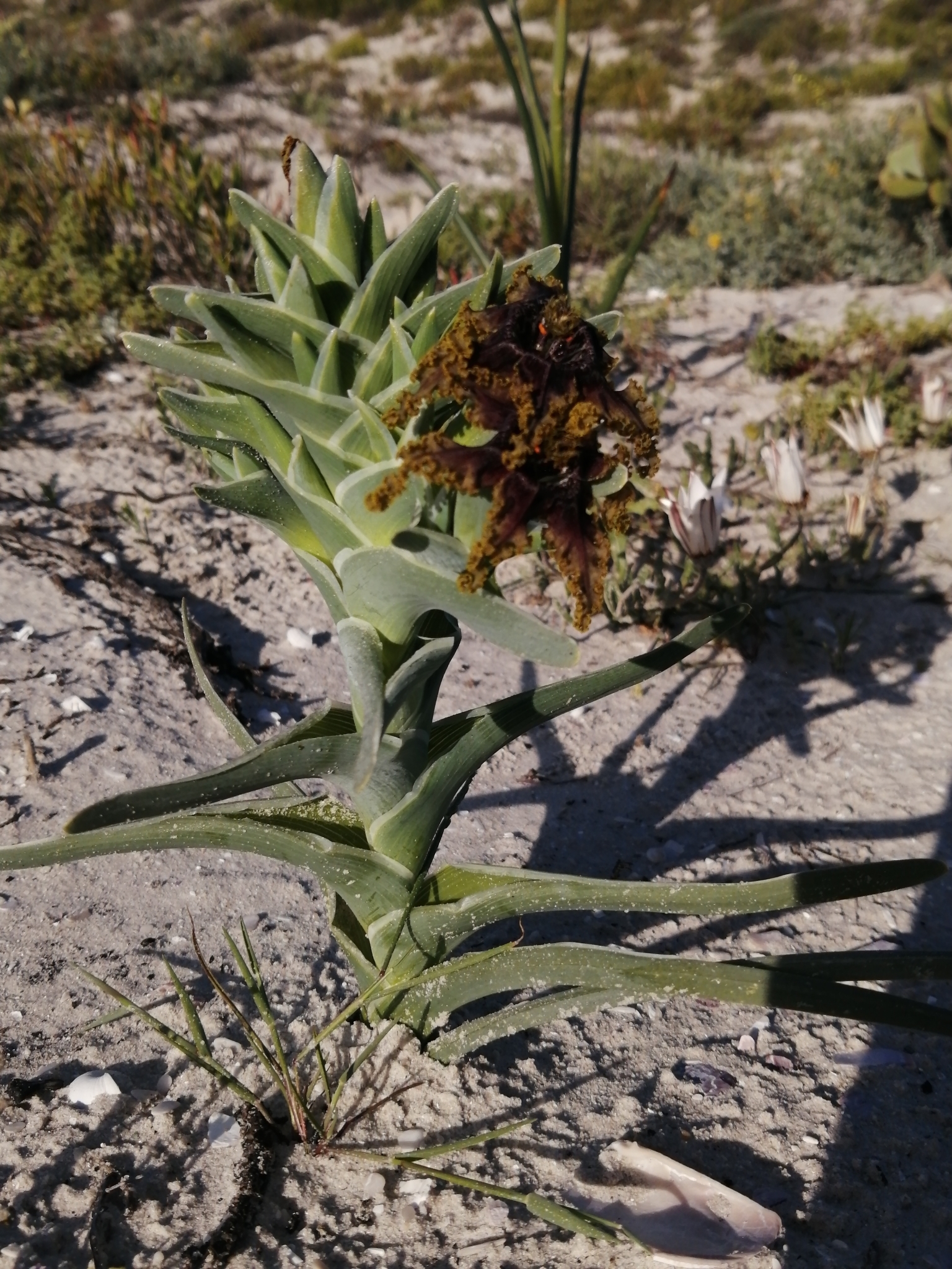 Ferraria foliosa G.J.Lewis