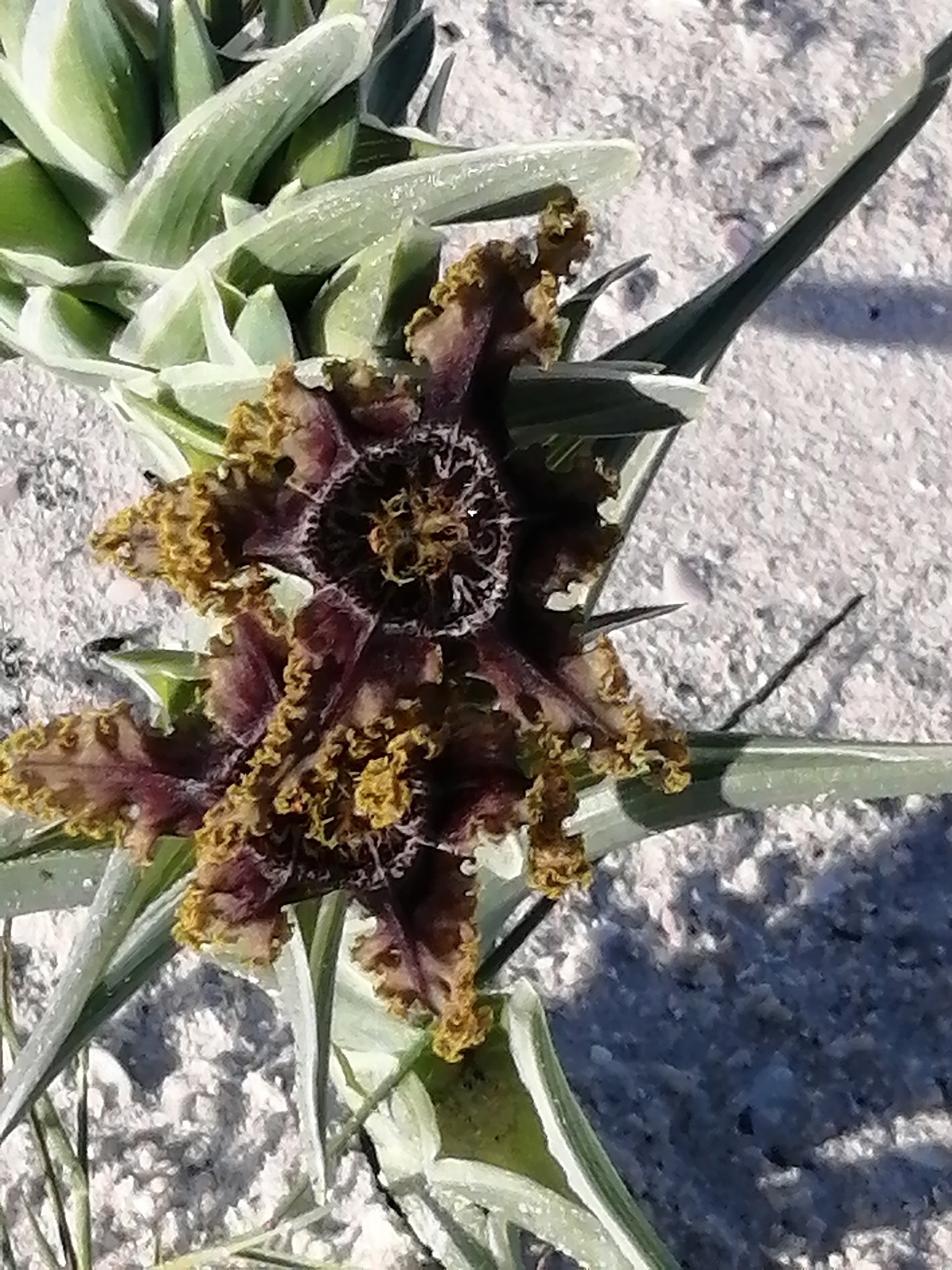 Ferraria foliosa G.J.Lewis