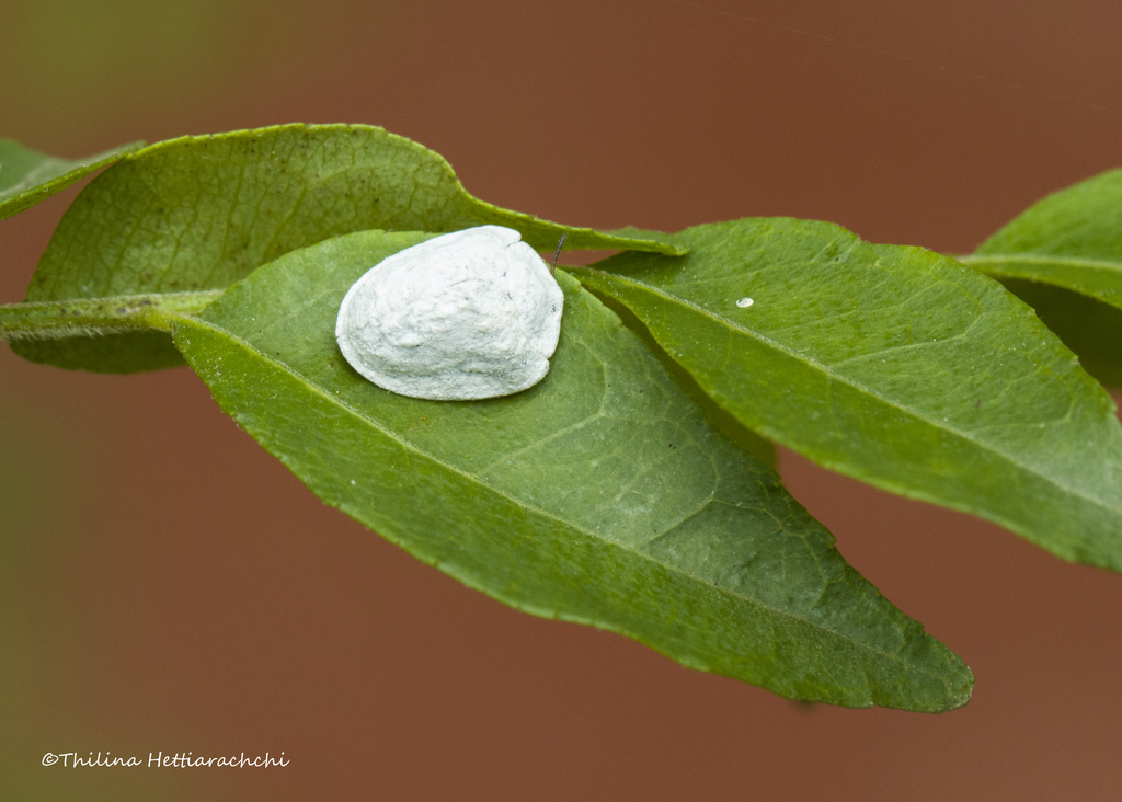 Curry-leaf Tortoise Beetle from Gannoruwa, Sri Lanka on September 1 ...