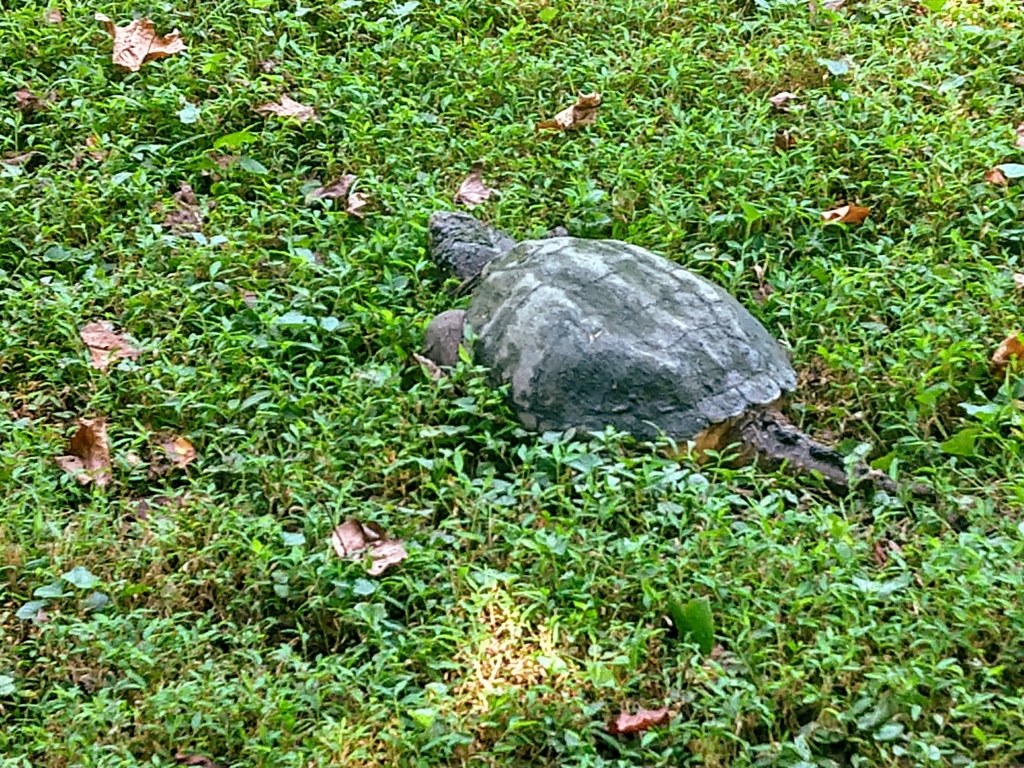 Common Snapping Turtle from Hopedale, Garner, NC 27529, USA on ...