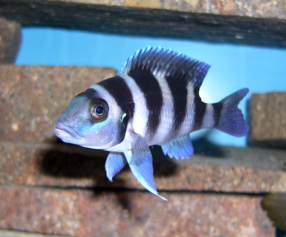 Neolamprologus (California Academy of Sciences, Water Planet Gallery ...