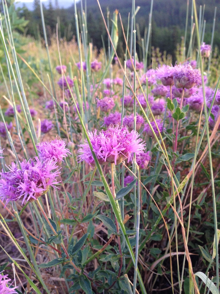 mountain coyote mint from Umatilla National Forest, Pendleton, OR, US ...