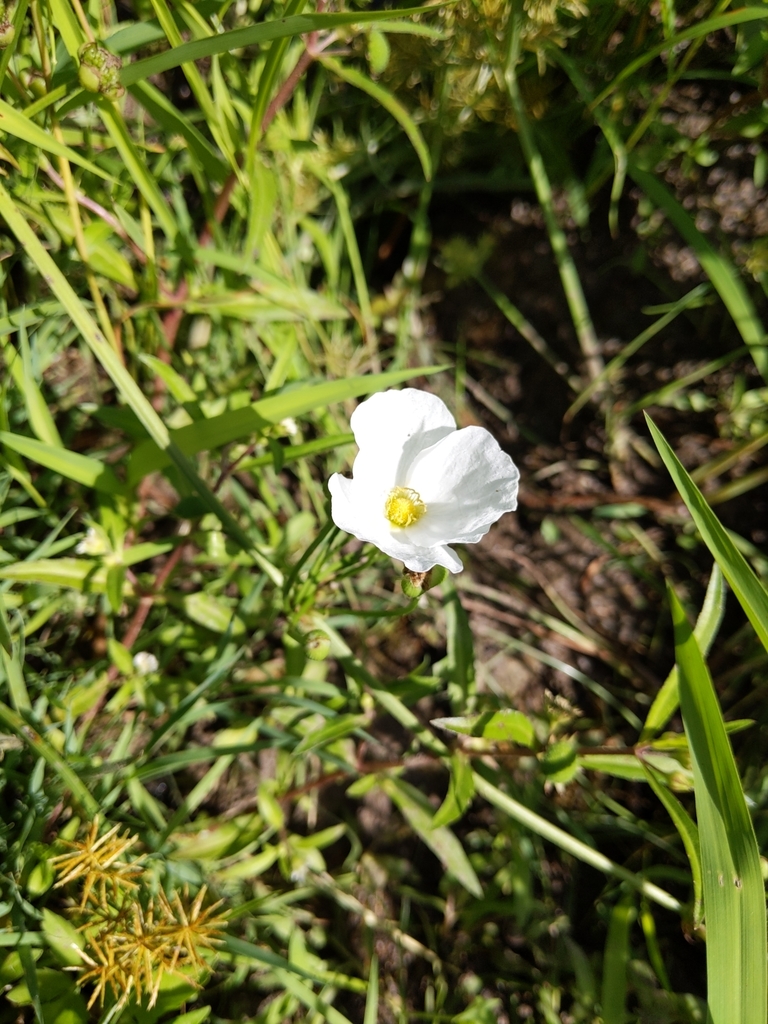 Creeping burhead from Dayton, OH 45449, USA on September 4, 2020 at 03: ...