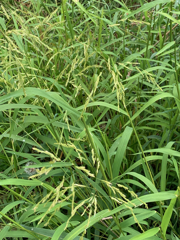 rice cutgrass (Leersia oryzoides) - Botanical Realm