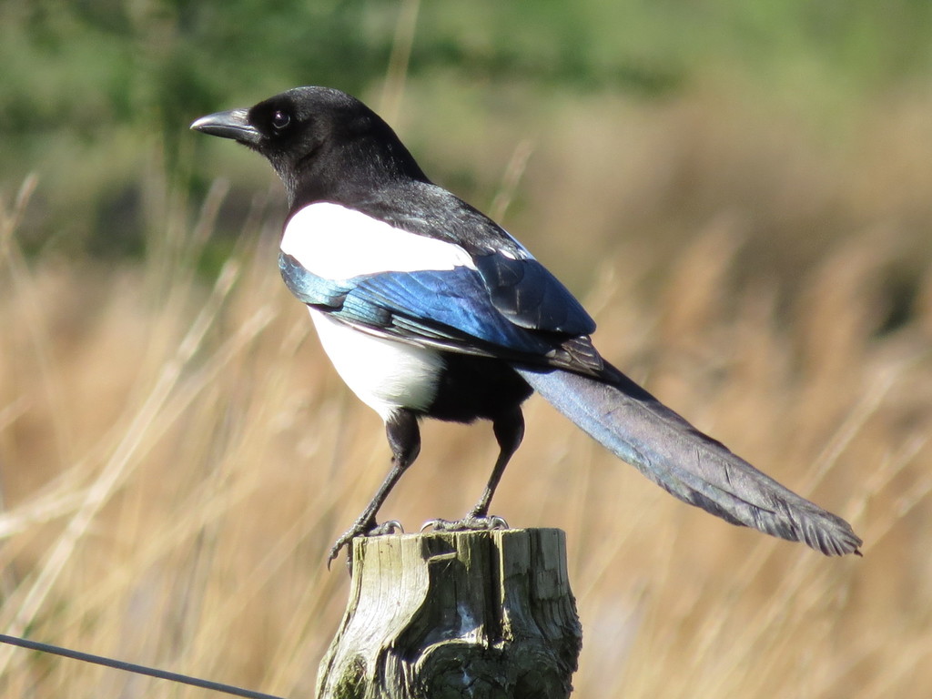 Eurasian Magpie from rspb old moor on April 13, 2014 by Pete Mella ...