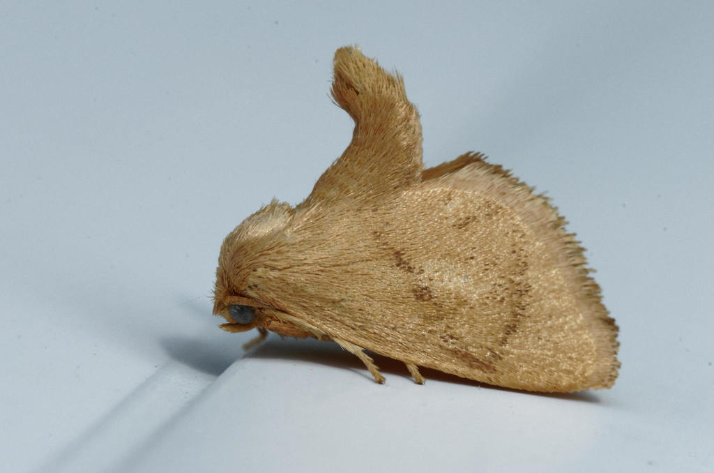 Red-crossed Button Slug Moth from Sainte-Anne-des-Monts--Tourelle, QC ...