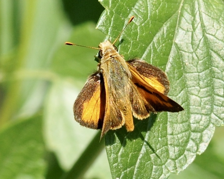 Sonoran Skipper (Denver-Boulder Metro Area: Butterflies and Moths ...